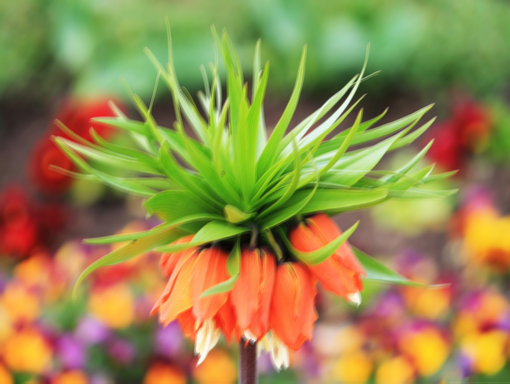 基础知识（一） 图片格式RGB 与 BGR—— python、opencv、PIL、plt_bgr图片-CSDN博客