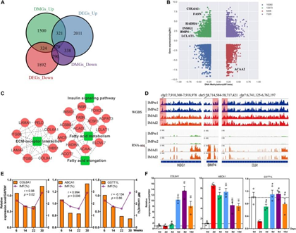 易基因 - WGBS跟RRBS如何选择？表观DNA甲基化和转录调控结果关联思路-CSDN博客