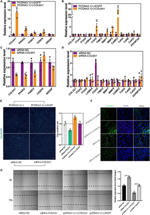 易基因 - WGBS跟RRBS如何选择？表观DNA甲基化和转录调控结果关联思路-CSDN博客
