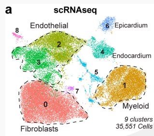 scATAC-seq 细胞（based scRNA-seq）注释_scatac-seq单细胞注释方法-CSDN博客