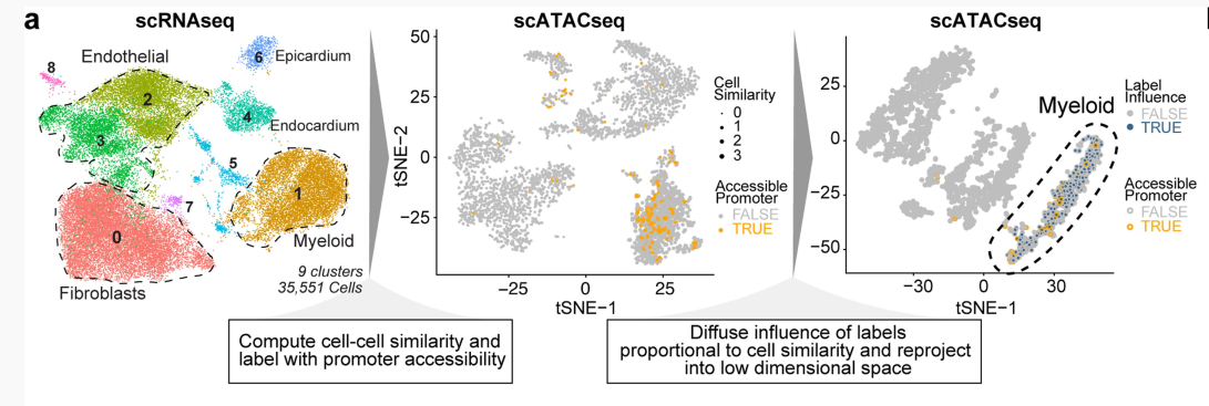 scATAC-seq 细胞（based scRNA-seq）注释_scatac-seq单细胞注释方法-CSDN博客