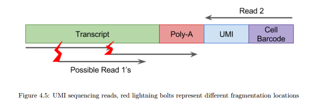scRNA-seq Course 学习_scrna seq是什么意思-CSDN博客