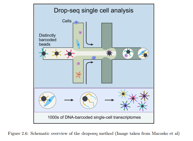 scRNA-seq Course 学习_scrna seq是什么意思-CSDN博客