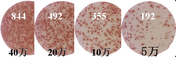 【整理】ELISPOT实验操作及常见问题_②elispot-CSDN博客