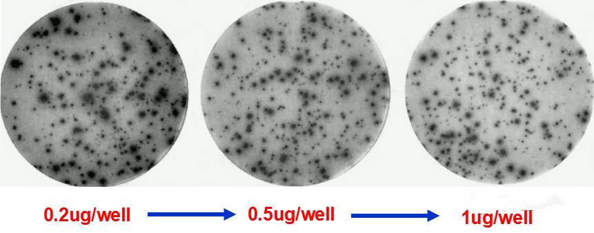 【整理】ELISPOT实验操作及常见问题_②elispot-CSDN博客