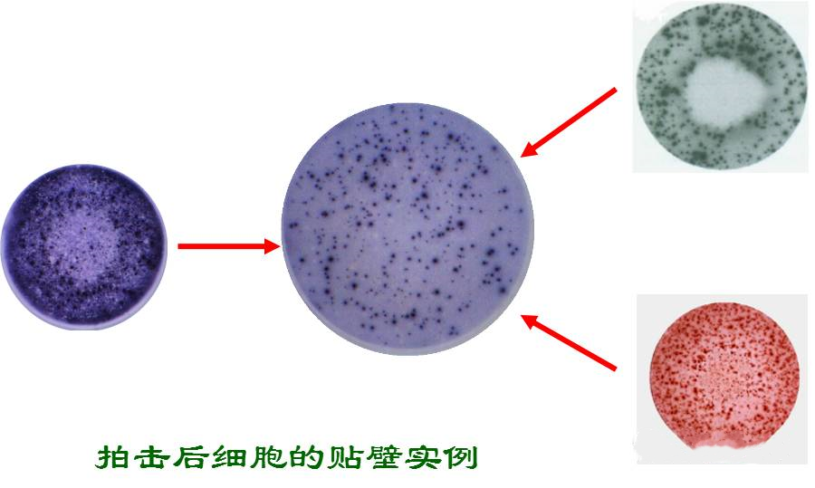 【整理】ELISPOT实验操作及常见问题_②elispot-CSDN博客