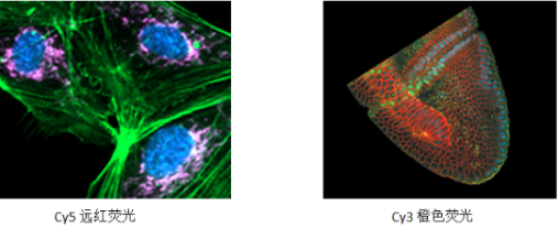 OligoGreen染料|花菁类（Cyanine系列）-引物、Oligo核酸、多肽标记染料_oligreen-CSDN博客