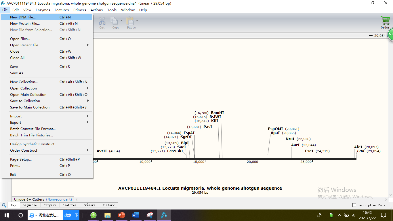 序列分析……_引物设计去除终止子-CSDN博客