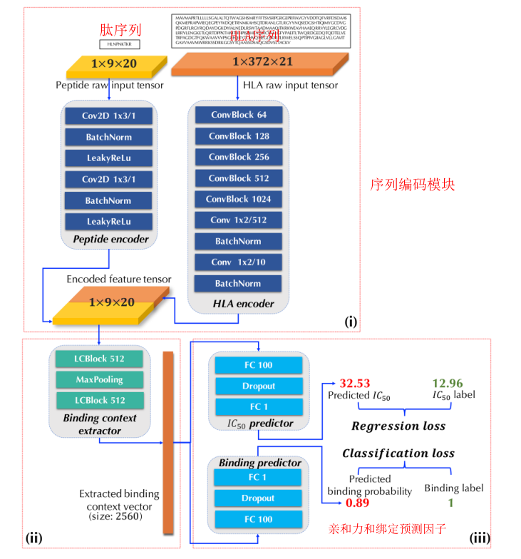 阅读文献：DeepSeqPan:a novel deep convolutional neural network model for pan-specific class I HLA ...