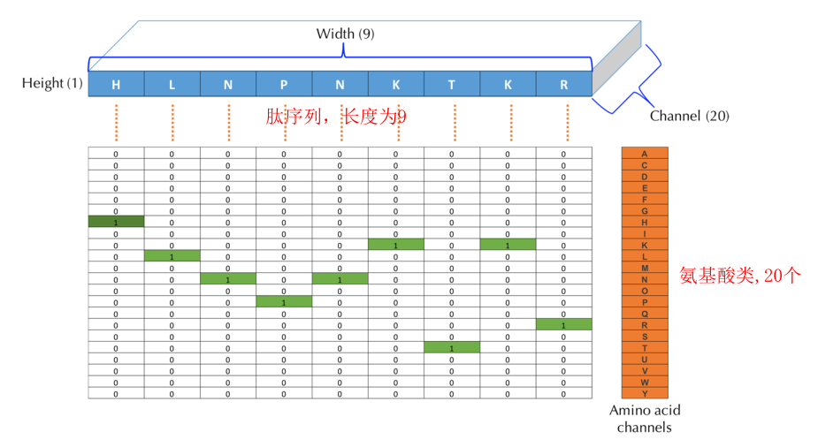 阅读文献：DeepSeqPan:a novel deep convolutional neural network model for pan-specific class I HLA ...