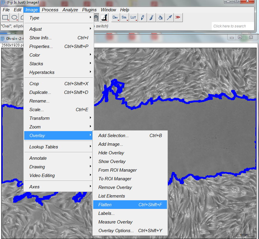 ImageJ划痕实验分析_划痕数据处理-CSDN博客