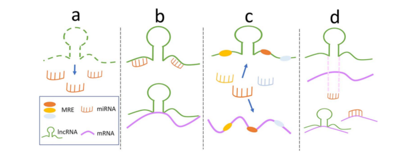论文解读：预测lncRNA的相互作用生物分子类型:一种集成深度学习方法_预测lncrna生物功能-CSDN博客