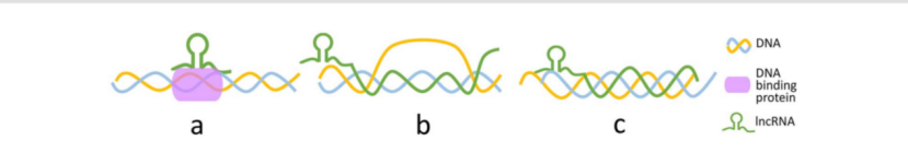 论文解读：预测lncRNA的相互作用生物分子类型:一种集成深度学习方法_预测lncrna生物功能-CSDN博客