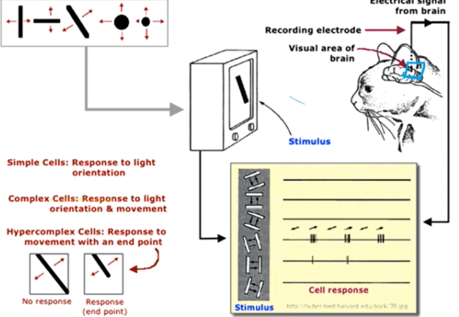 计算机视觉概念——cs231n重点总结_cs231n综述-CSDN博客