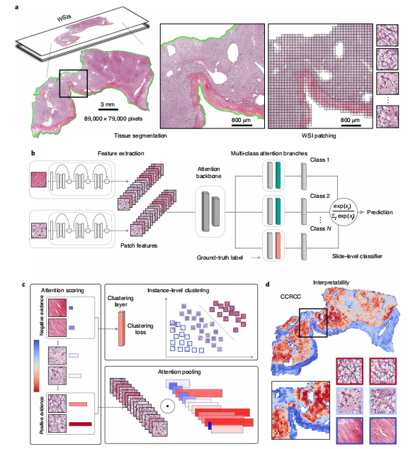 论文阅读CLAM：Data-efficient and weakly supervised computational pathology on whole-slide images_data ...