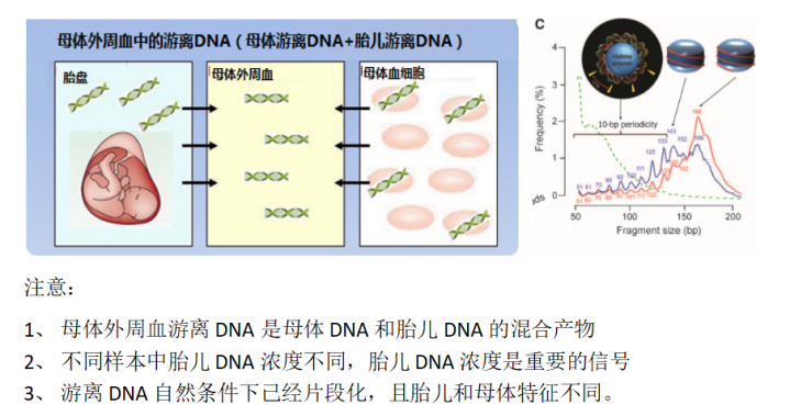 生信分析：无创产前检测_nipt数值解读-CSDN博客