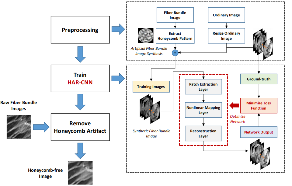 Honeycomb Artifact Removal Using Convolutional NeuralNetwork for Fiber Bundle Imaging_图像蜂窝状伪影-CSDN博客