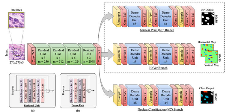 Hover-net: Simultaneous segmentation and classification of nuclei_hovernet-CSDN博客