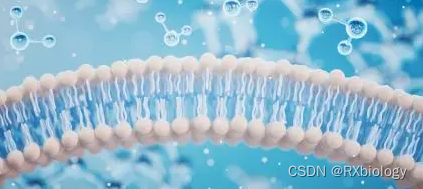 Alkyne-PEG-DPPC，Alkyne-PEG-DOPC、DSPC,炔基偶联磷脂PC_dopc存在于什么细胞的膜-CSDN博客