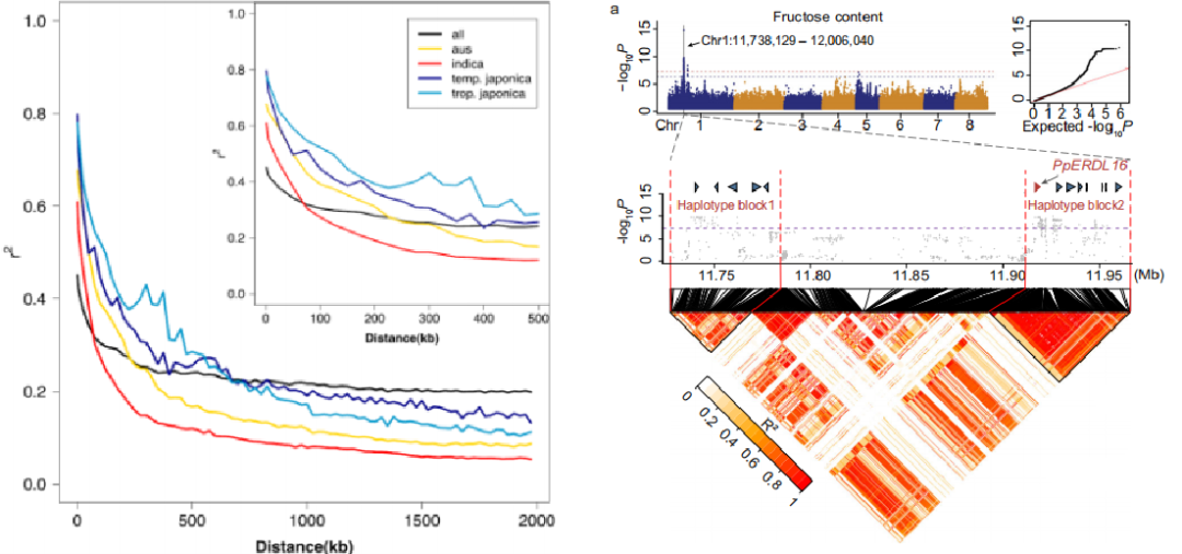 全基因组关联分析GWAS专题2——连锁不平衡_做gwas需要做ld-CSDN博客