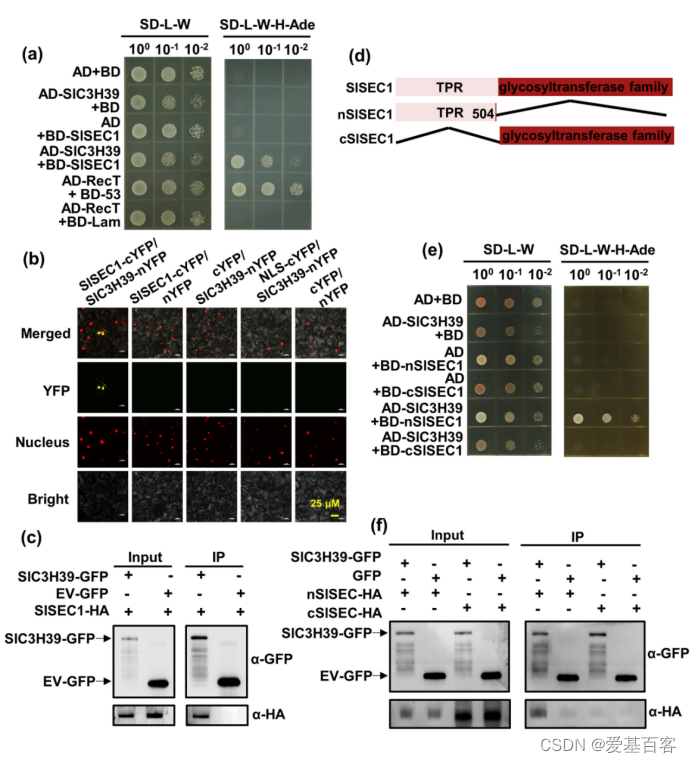 RIP-seq文章｜IF=10.323 &New Phytol发表番茄耐寒的转录后调控机制_chx处理检测蛋白稳定性-CSDN博客