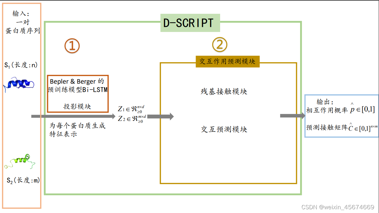 D-SCRIPT模型——基于蛋白质序列的蛋白交互预测模型-CSDN博客