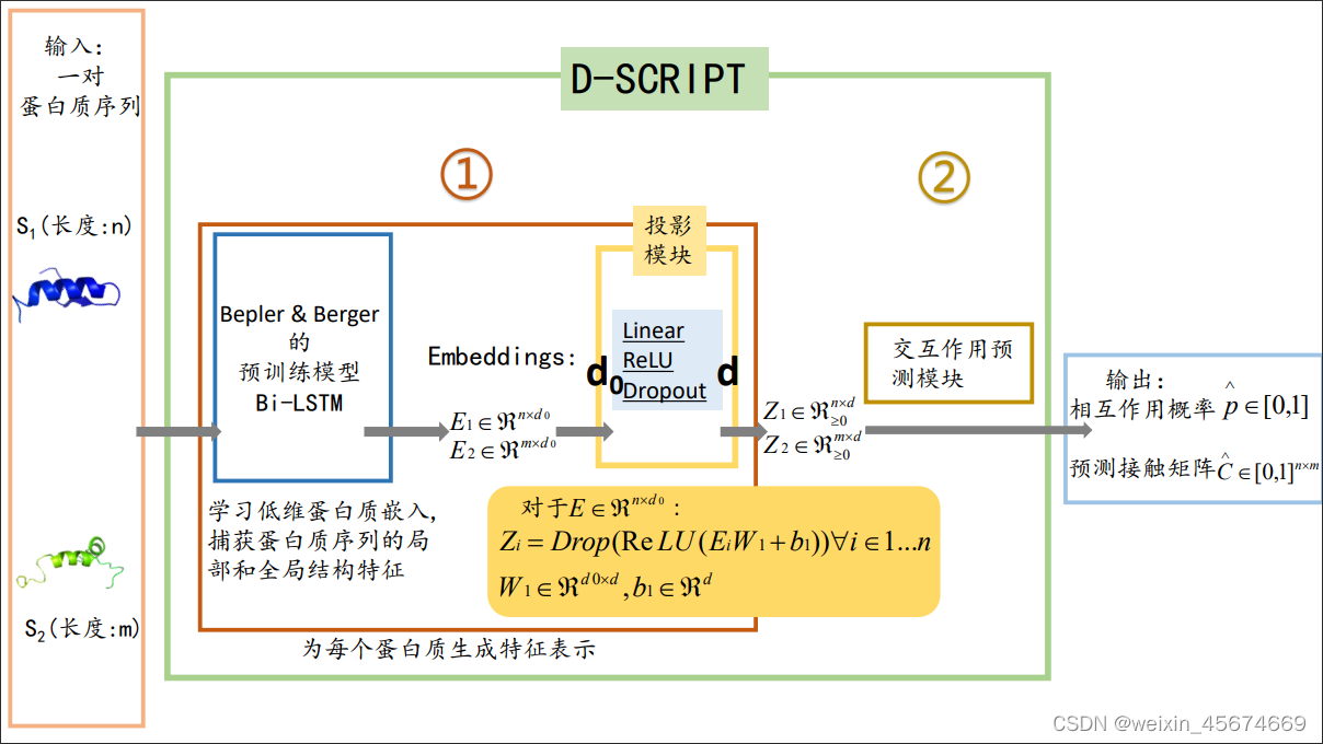 D-SCRIPT模型——基于蛋白质序列的蛋白交互预测模型-CSDN博客