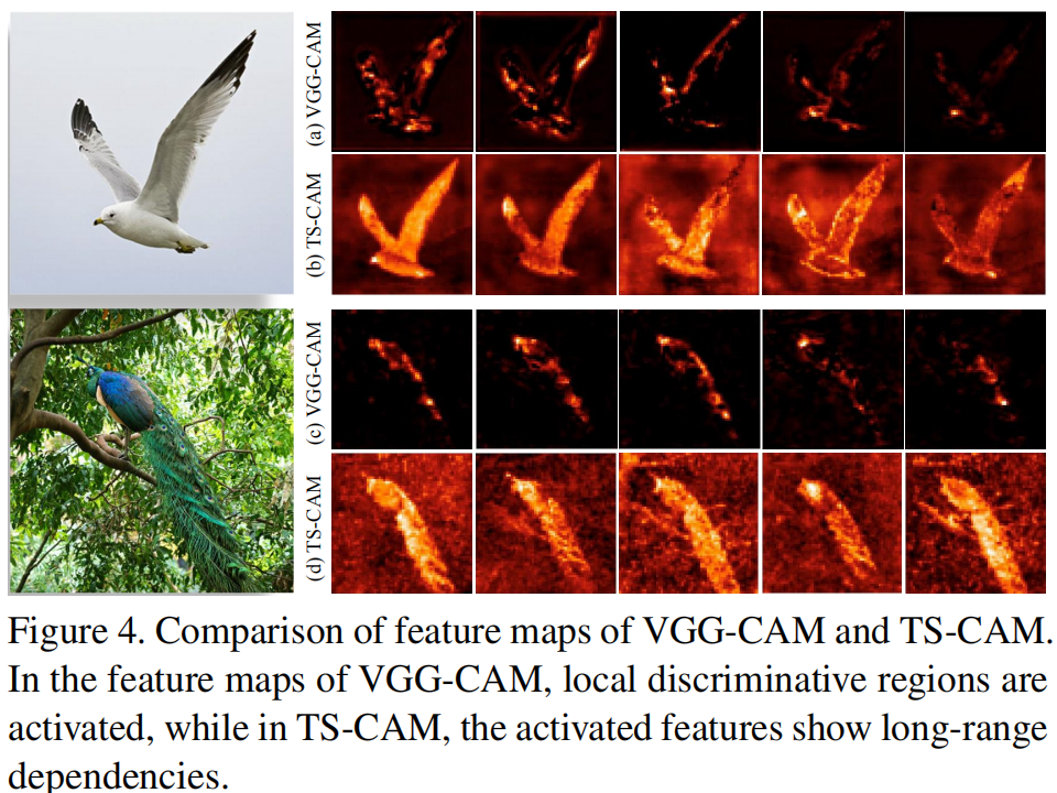 TS-CAM: Token Semantic Coupled Attention Map for Weakly Supervised Object Localization-CSDN博客