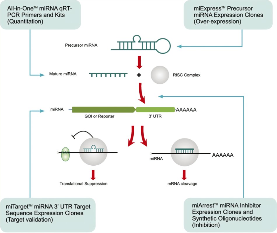 【non-coding RNA】 非编码RNA有哪些？-CSDN博客