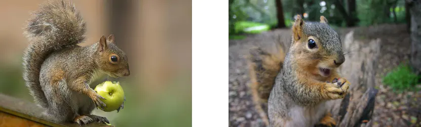 【机器学习】Few-shot learning（少样本学习）-CSDN博客