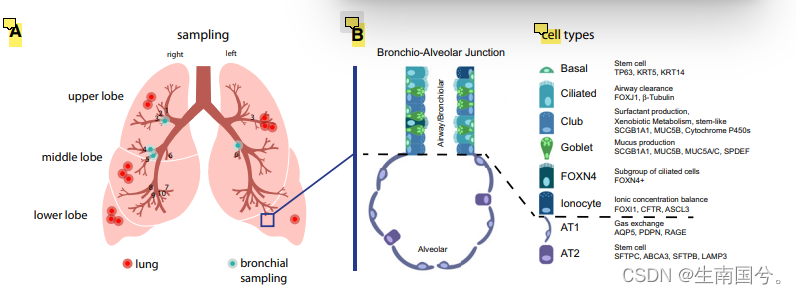 SARS-CoV-2 receptor ACE2 and TMPRSS2_tmprss2与ace2-CSDN博客