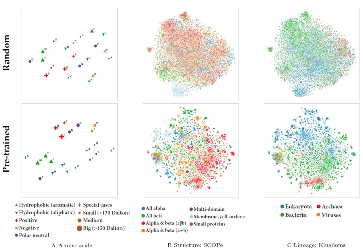 ProtTrans：使用迁移学习利用自监督模型理解蛋白质“语言”-CSDN博客
