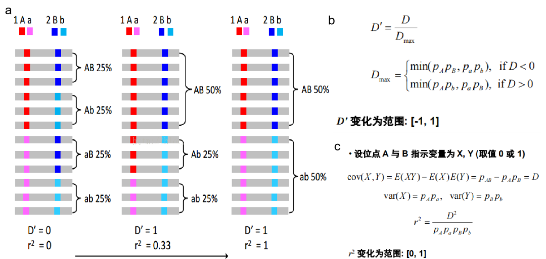 全基因组关联分析GWAS专题2——连锁不平衡_菌小落的博客-CSDN博客