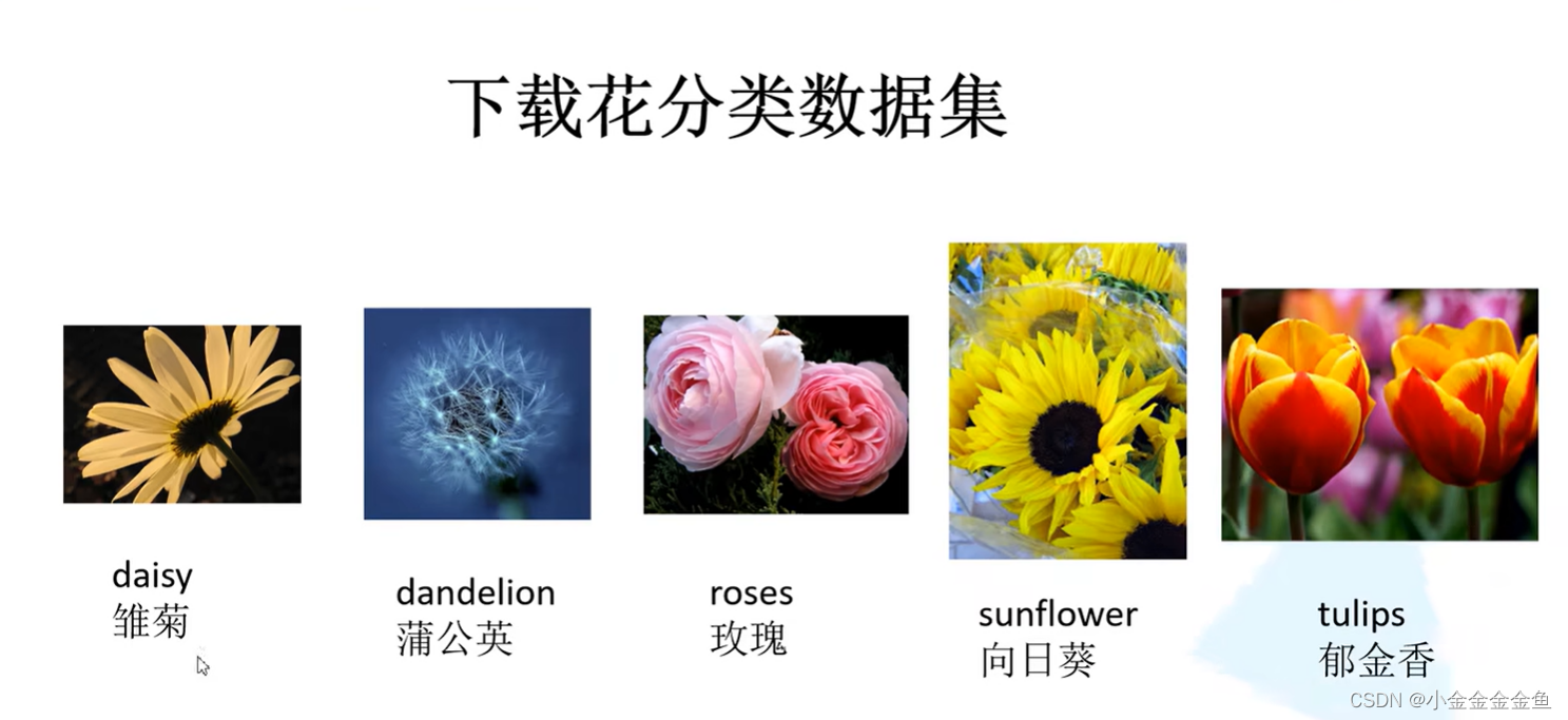 人工智能学习07 Pytorch12 Alexnet花数据集pytorchkaggle竞赛pytorh花卉 Csdn博客 1000