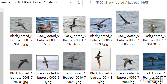 将cub数据集转换为yolov5所需格式_cub数据集类别标签序号-CSDN博客