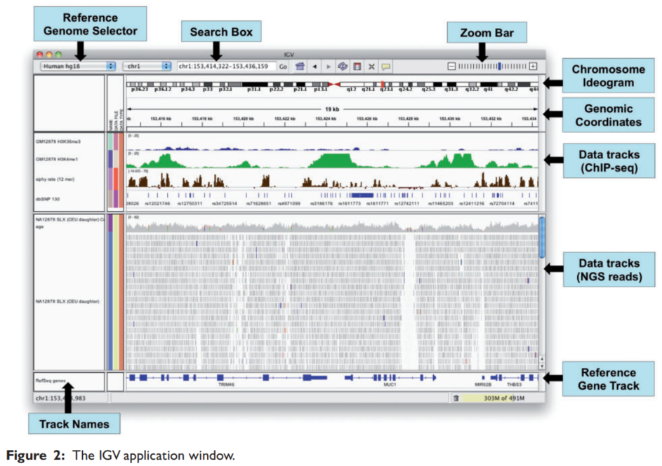 【软件介绍】IGV软件的安装和基本介绍_integrative genomics viewer-CSDN博客