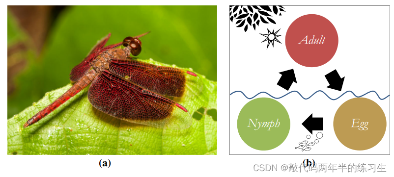 【matlab】智能优化算法蜻蜓优化算法da蜻蜓算法代码 Csdn博客