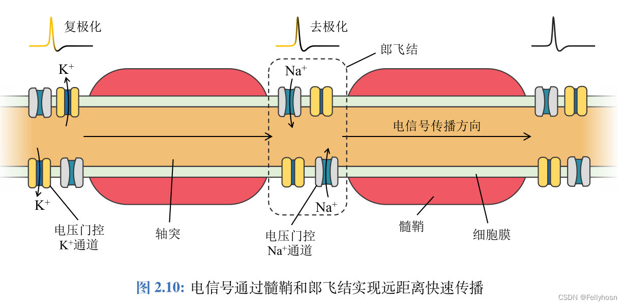【brainpy学习笔记】神经元的电导模型——以HH模型为例_hh神经元模型原理-CSDN博客