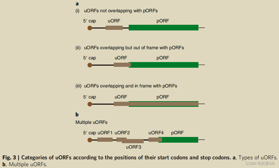 植物中的uORF简述-CSDN博客