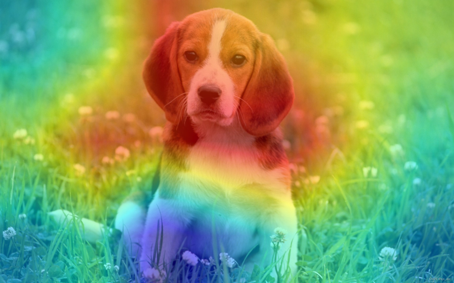 CAM系列(二)：CAM——类激活图_cam类激活图-CSDN博客