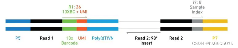 单细胞测序原理10X UMI Barcode_单细胞测序umi-CSDN博客