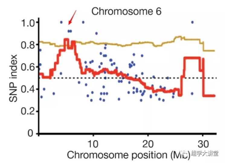 BSA分析之MutMap分析原理详解_mutmap定位分析-CSDN博客