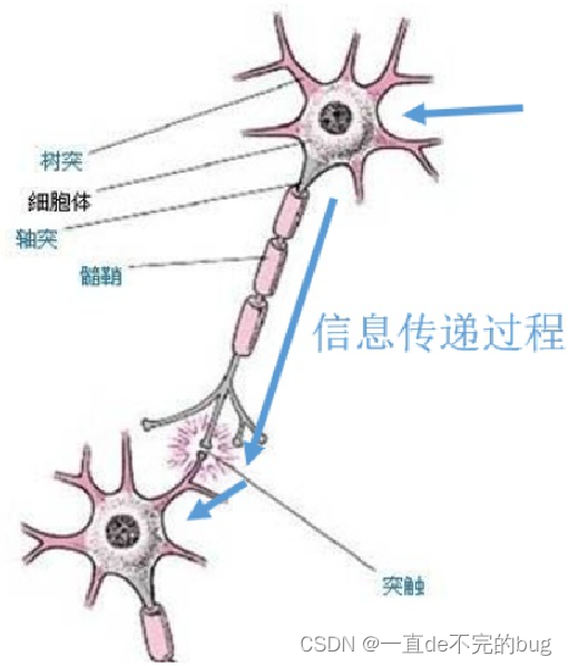 BP神经网络_bp神经网络多输出-CSDN博客