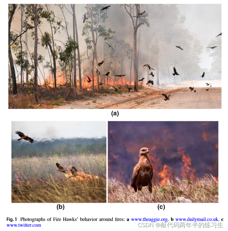【Matlab】智能优化算法_火鹰优化算法FHO-CSDN博客