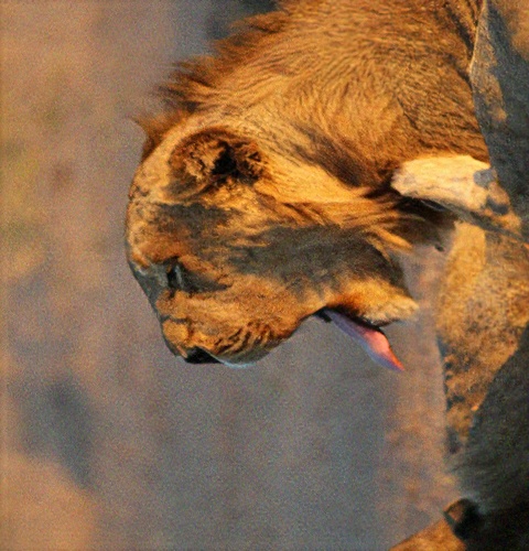 opencv_python：cv2.flip() 图像翻转函数-CSDN博客