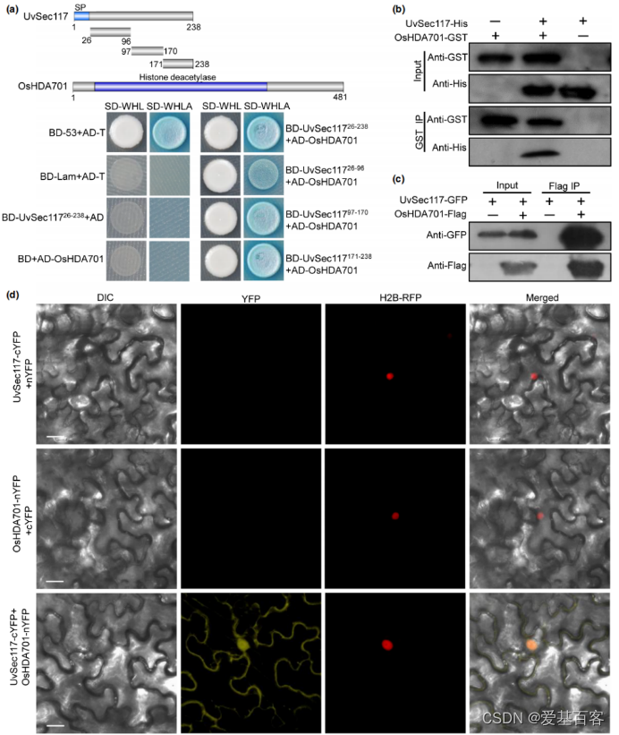 New Phytol & Small RNA-seq和ChIP-seq联合分析助力揭示稻曲菌抑制水稻免疫的新机制_组蛋白chip-seq和rna-seq联合分析-CSDN博客