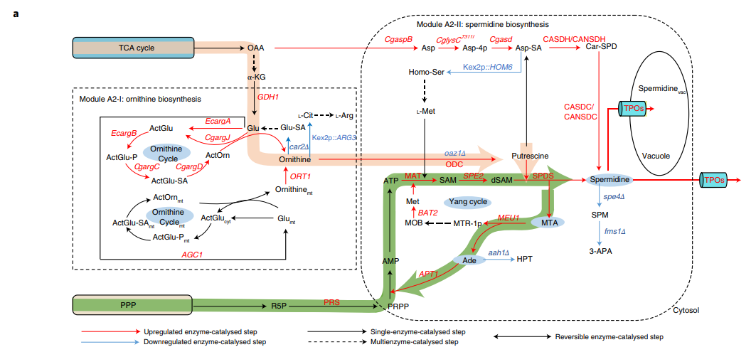 基因组代谢网络（GEMS）与全基因组模型从入门到实践系列-----（1）模型构建环境的布置_代谢网络模型-CSDN博客