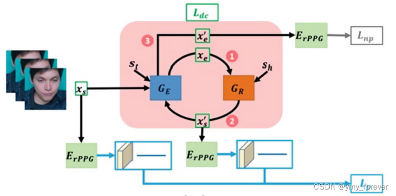 【rPPG论文阅读】Learning to Remove and Embed rPPG Signals via Double Cycle Consistent Learning_rppg经典 ...