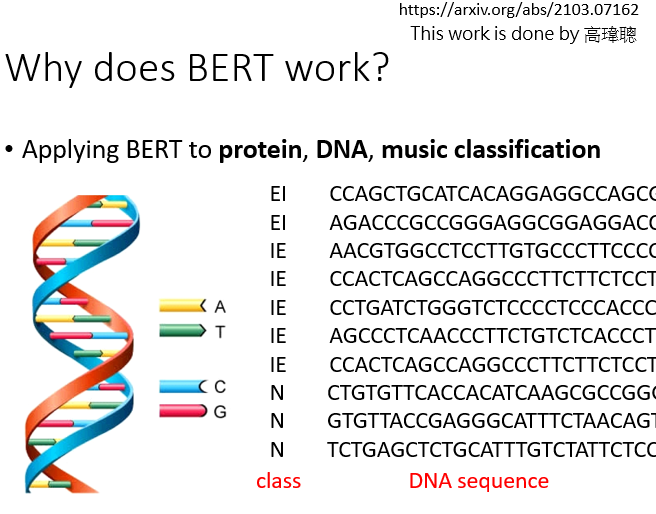 BERT2（Fun Facts about BERT）-And Why does BERT wwork_英语语言学家约翰鲁伯特弗斯-CSDN博客