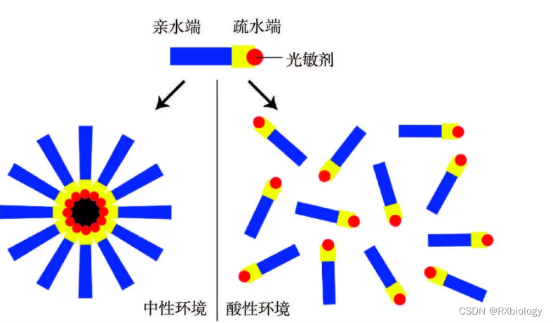 Ce6-PEG-COOH，二氢卟吩-羧基-聚乙二醇；Ce6-PEG2000-COOH，COOH羧基光敏剂peg_ce6-peg2k-cooh的激发和发射-CSDN博客